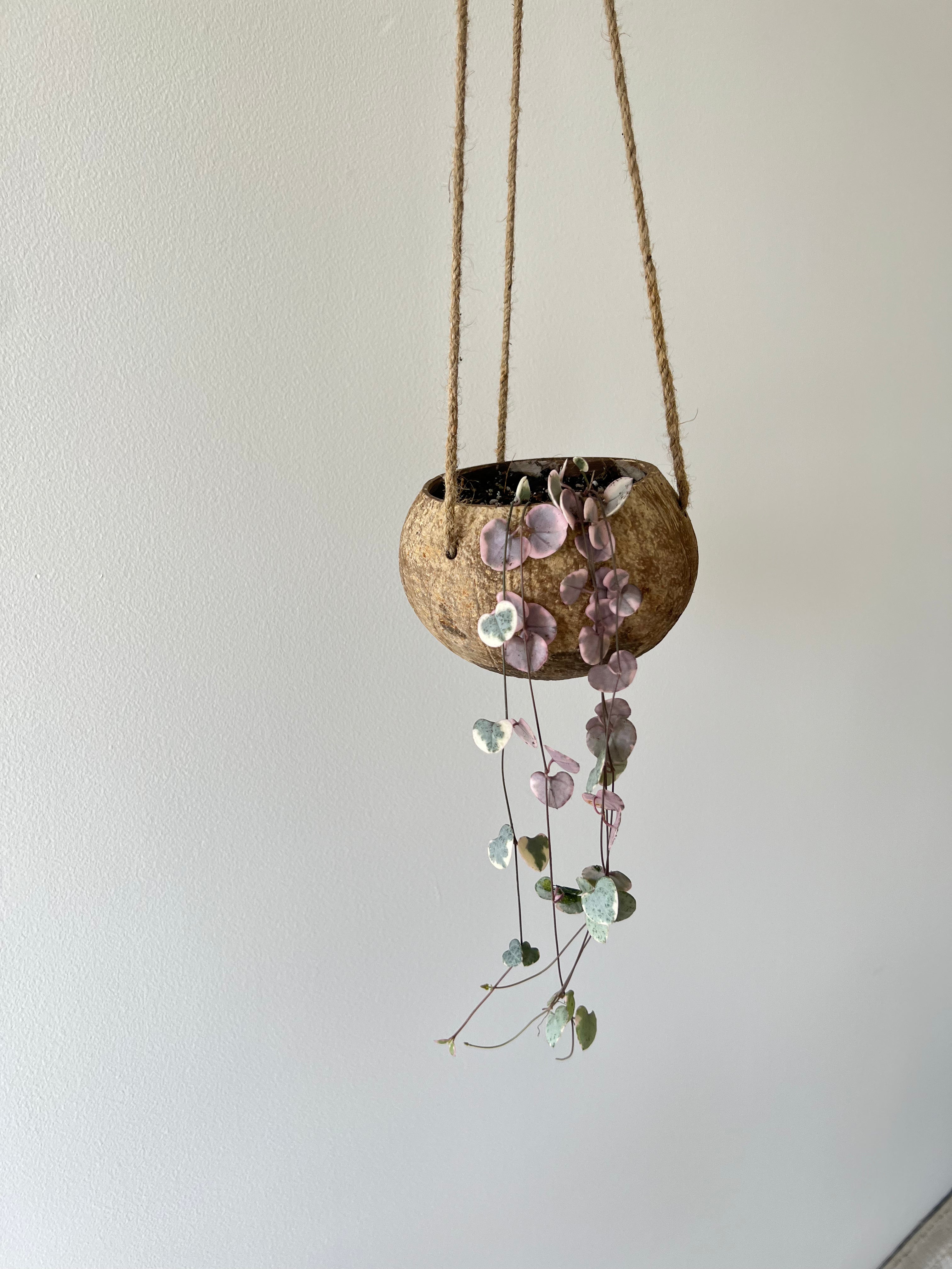 Coconut hanger with string of hearts – Leafy Paw