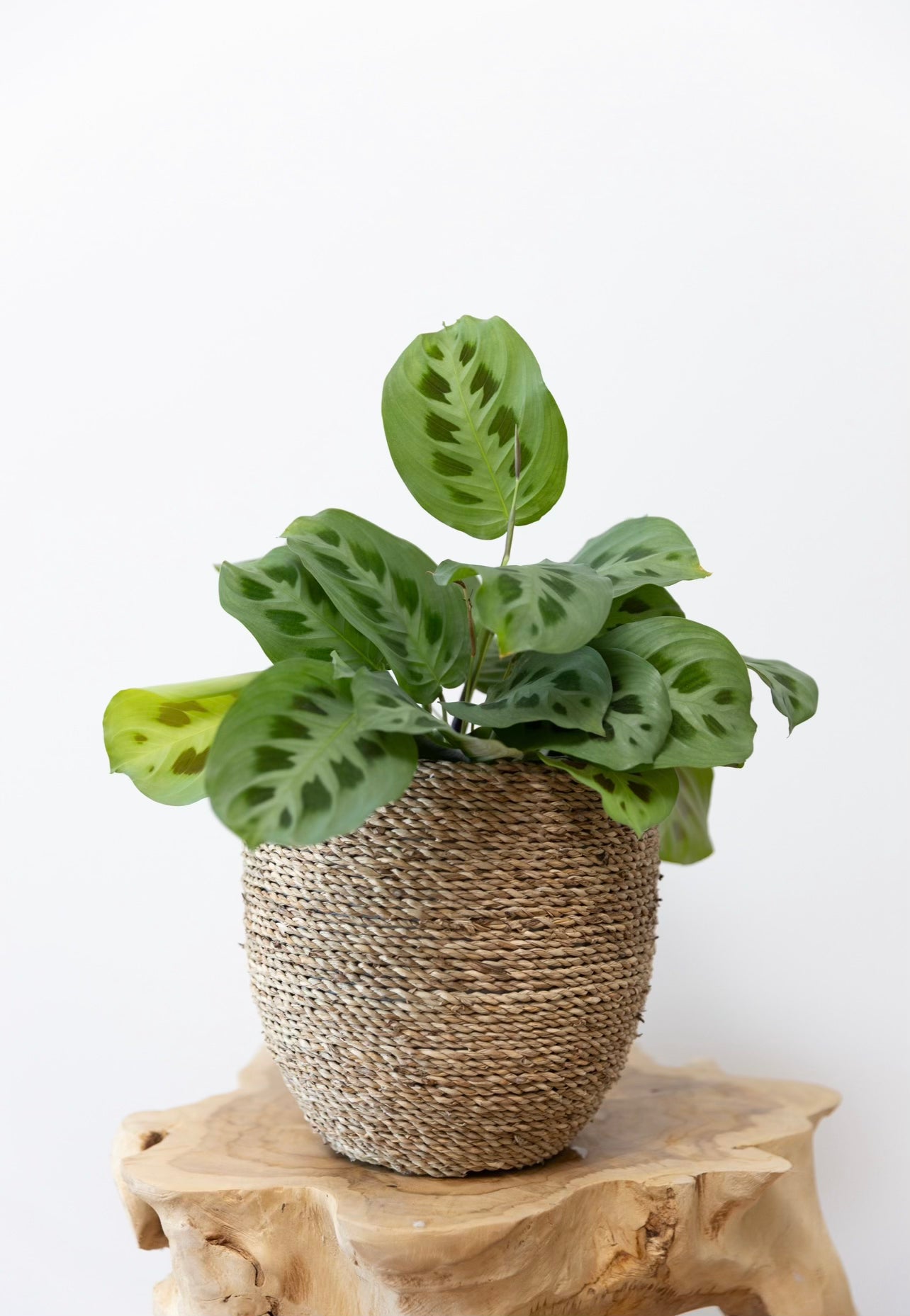 Calathea Maranta in the rope pot – Leafy Paw
