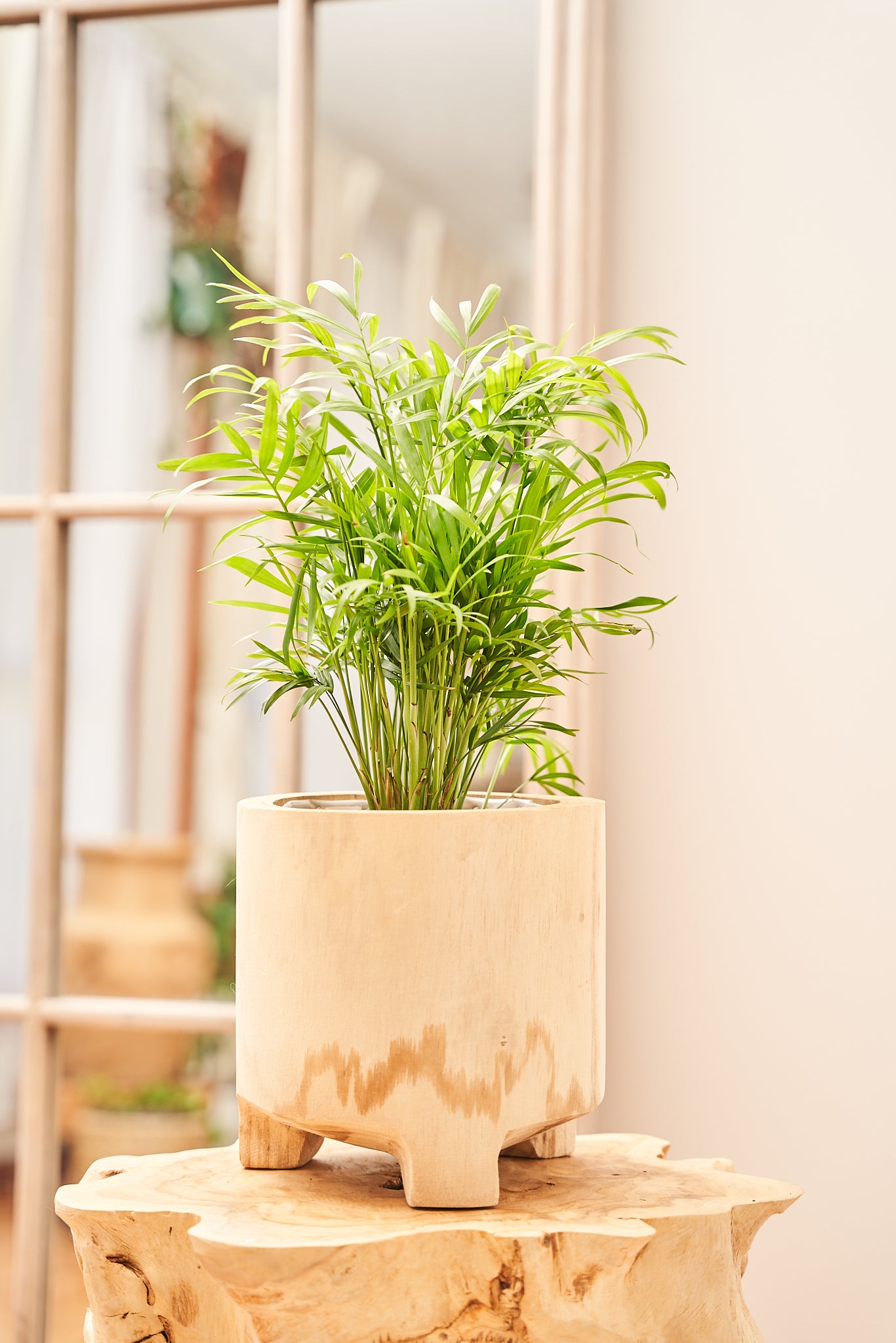 Mini parlour palm Plant – leafypaw