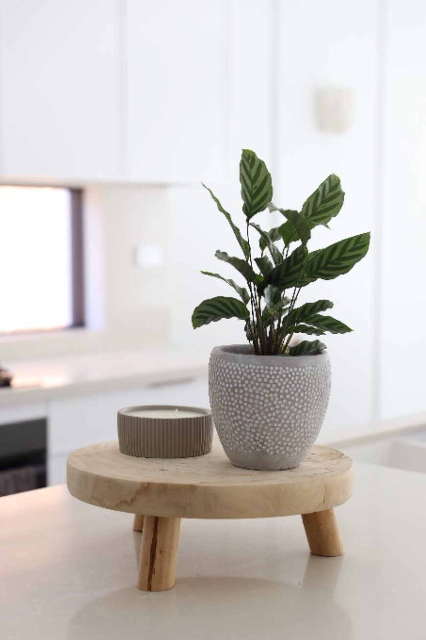 Shop Calathea Freddie Plant Dart Pot & Pet Friendly Plants | Leafy Paw